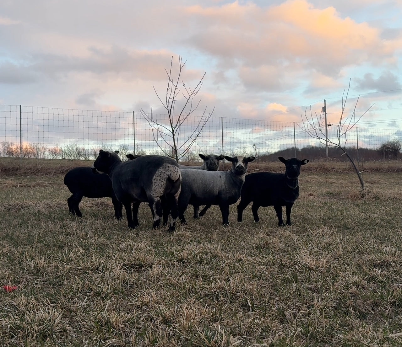 Stay With Us | North Star Farm | Franklin, NY