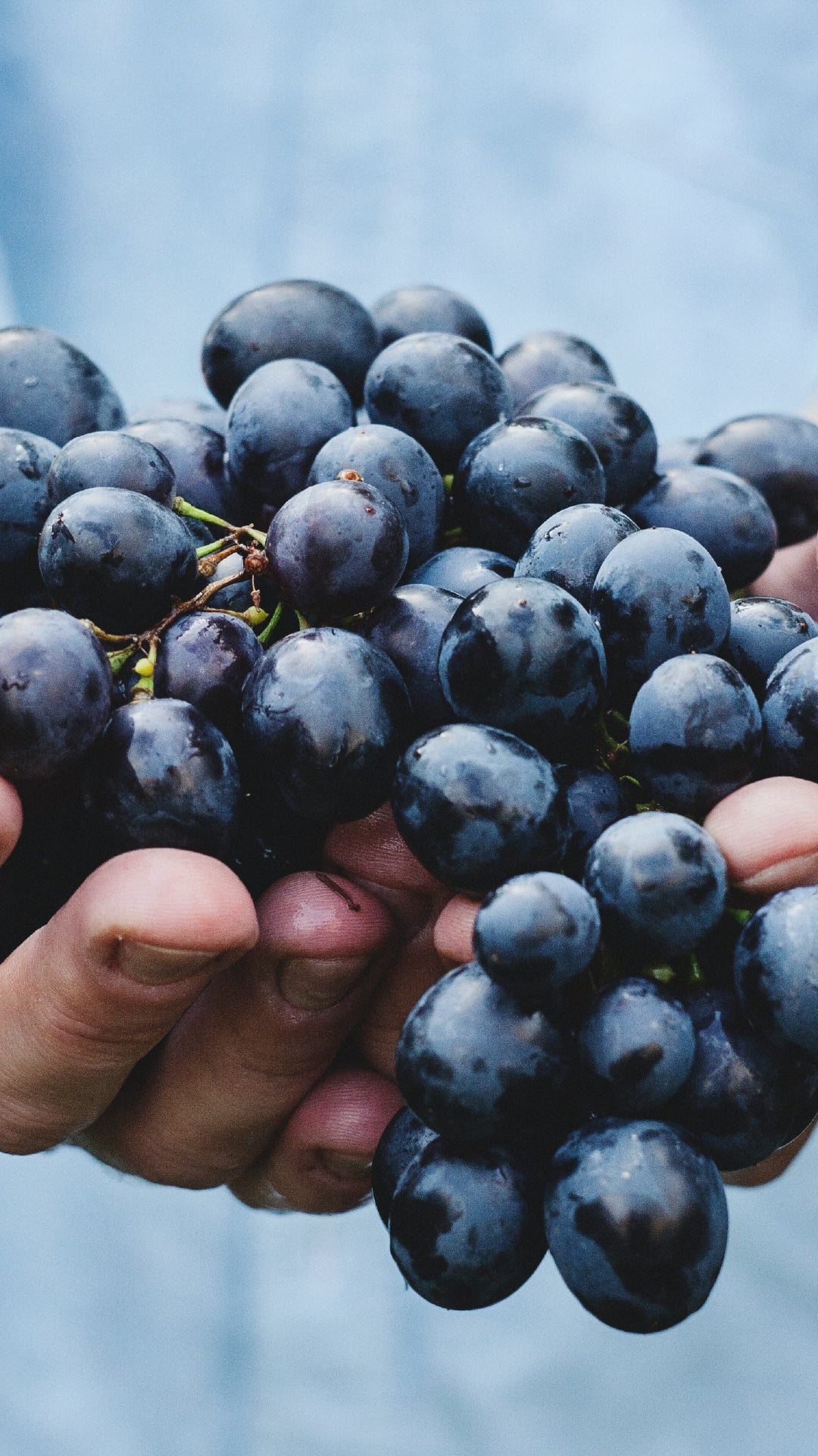 Fresh Blueberries | North Star Farm | Franklin, NY