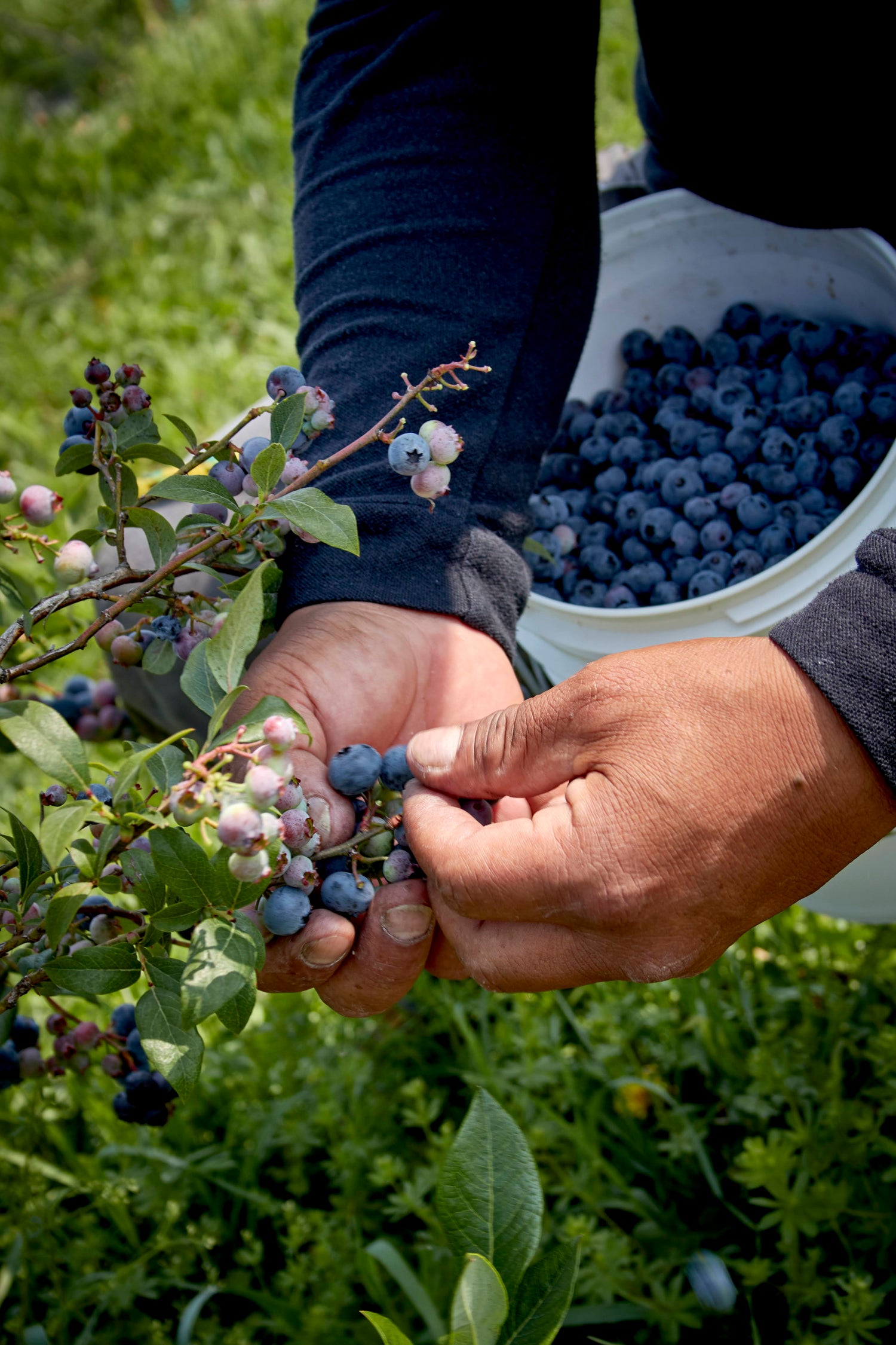 Fresh Blueberries | North Star Farm | Franklin, NY