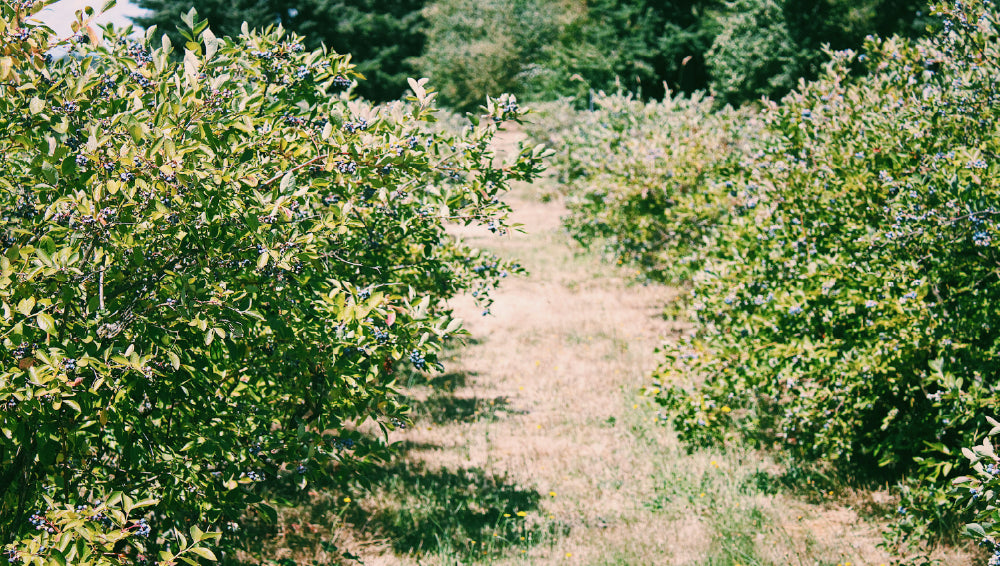 Fresh Blueberries | North Star Farm | Franklin, NY