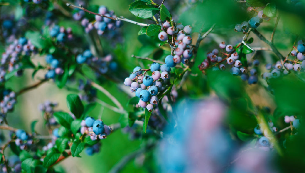 Fresh Blueberries | North Star Farm | Franklin, NY